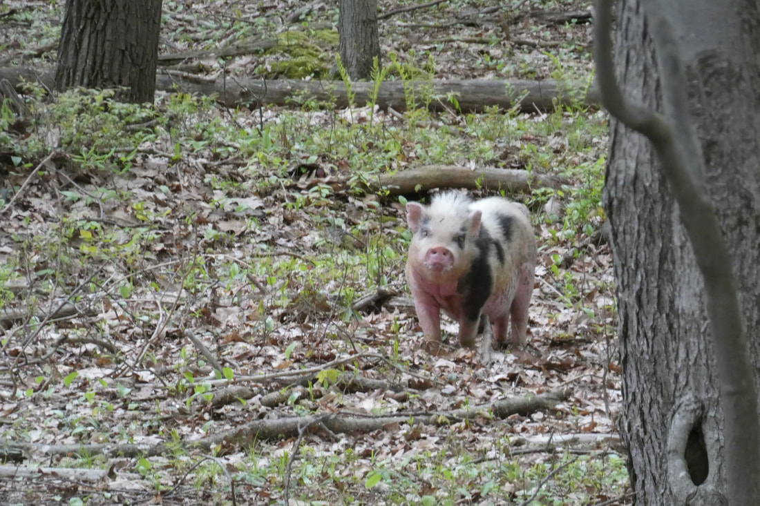 UPDATE: Third pig caught Thursday morning - The Shenandoah Sentinel