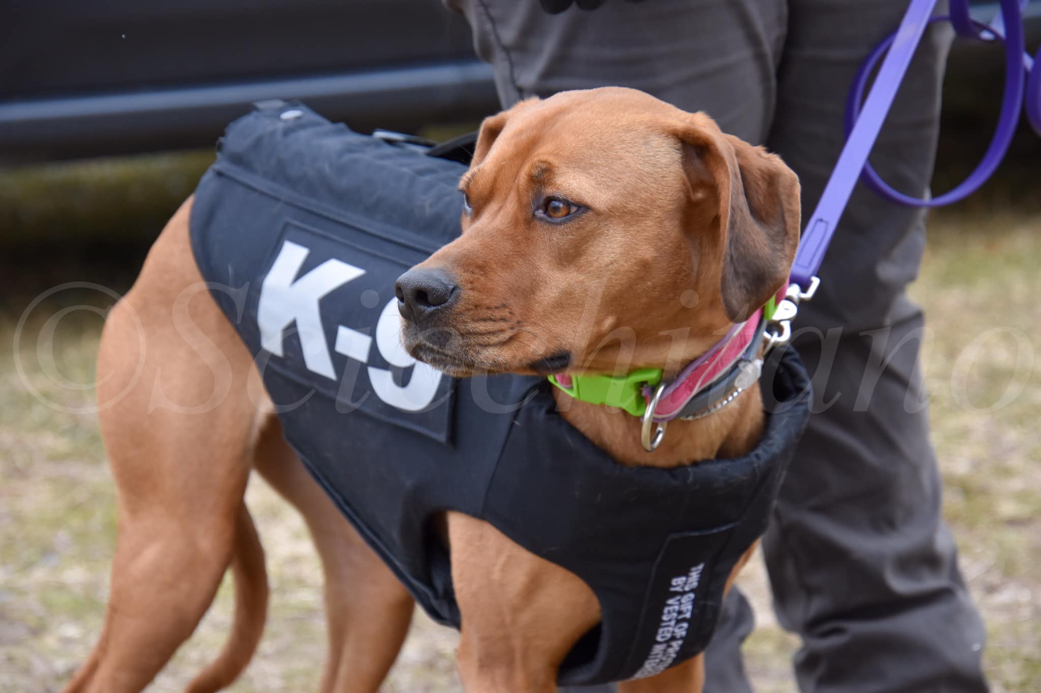 Search and Rescue team receives vest donation - The Shenandoah Sentinel