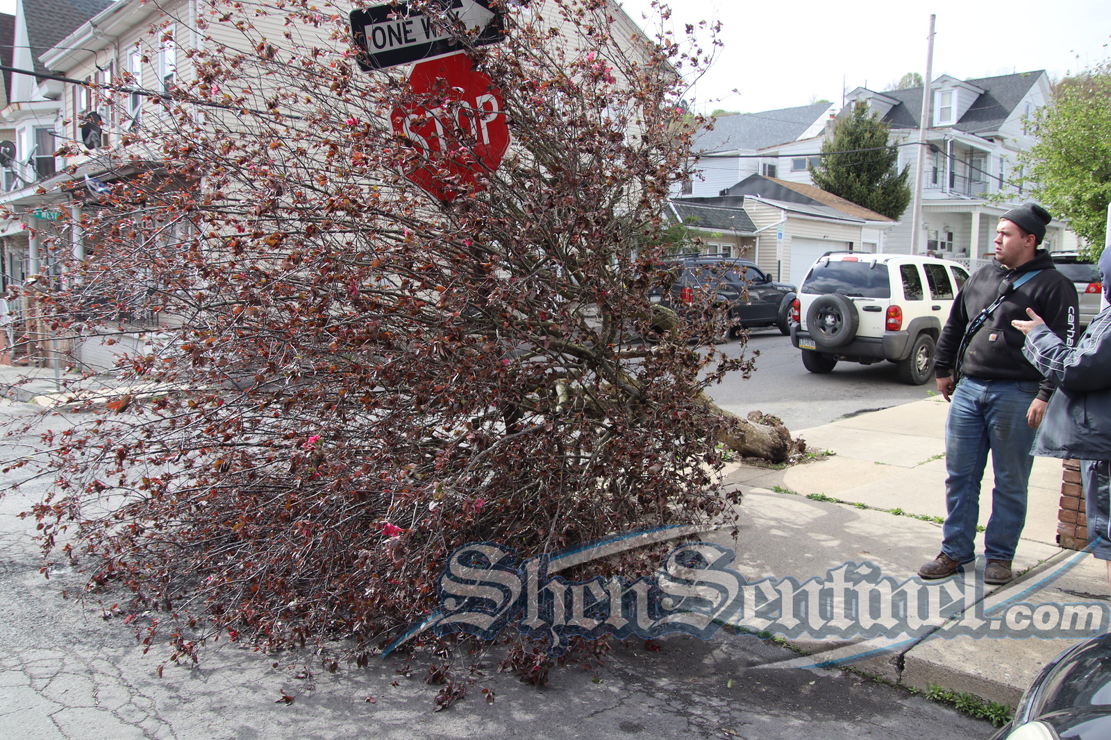 High winds down trees, knock out power around region - The Shenandoah Sentinel